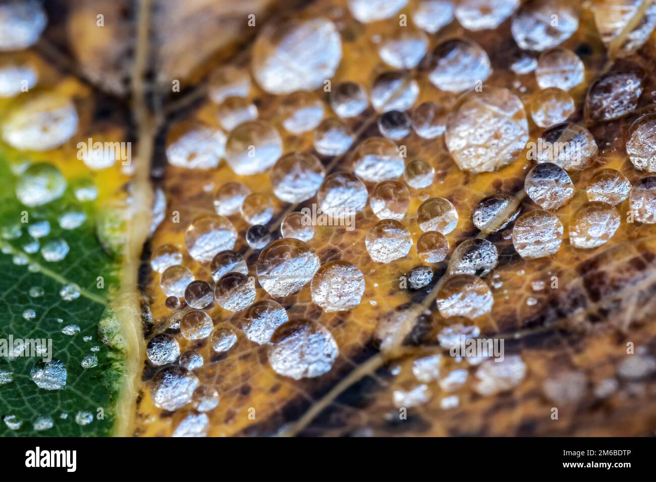 Water dew hi-res stock photography and images - Alamy