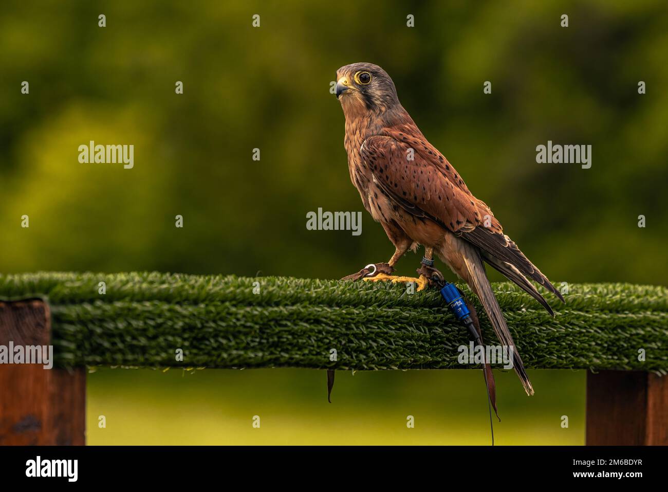 Arundel - June 03 2022: Falcon bird at a medieval fair at the epic ...