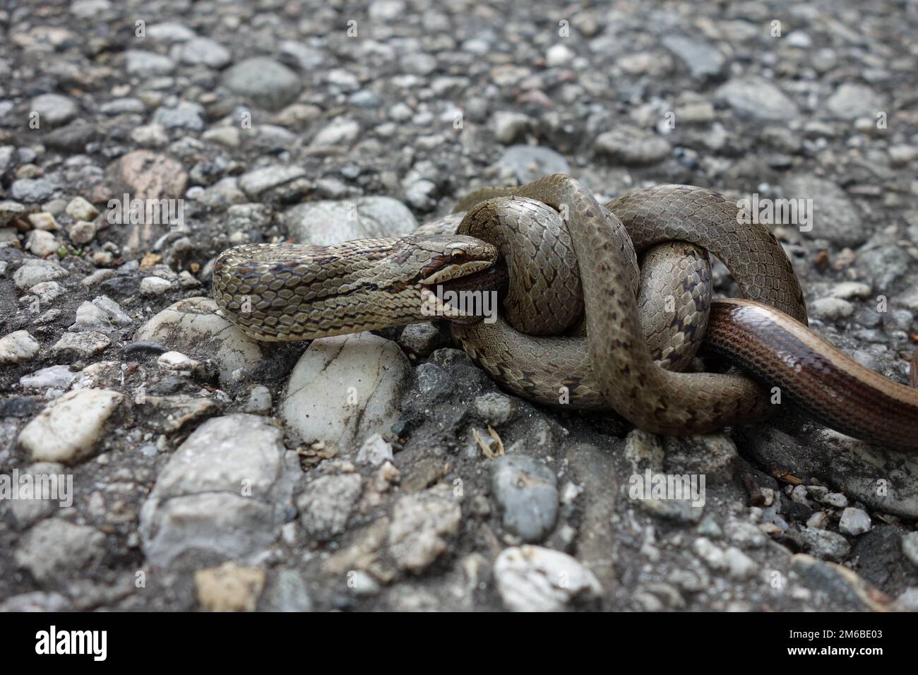 Snake eats snake Stock Photo - Alamy