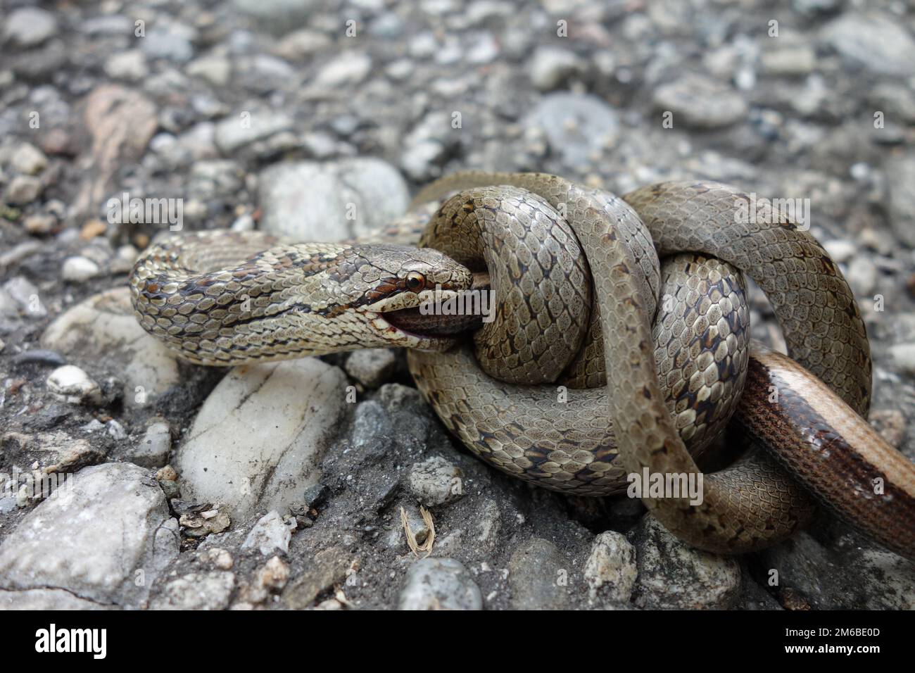 Snake eats snake Stock Photo - Alamy