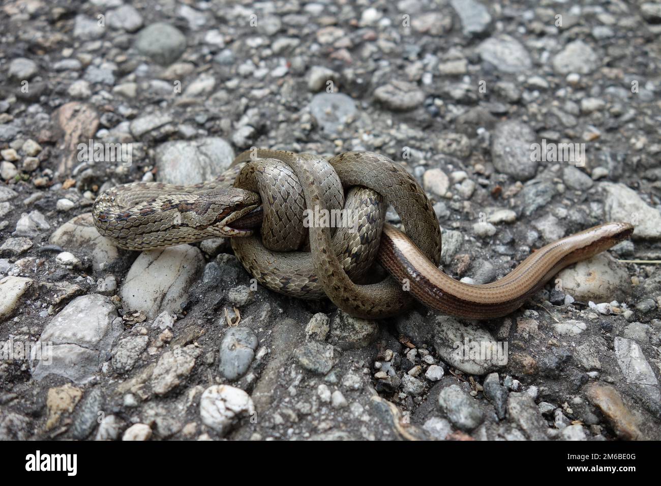 Wind snake hi-res stock photography and images - Alamy