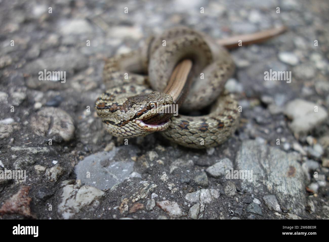 Snake eats snake Stock Photo - Alamy