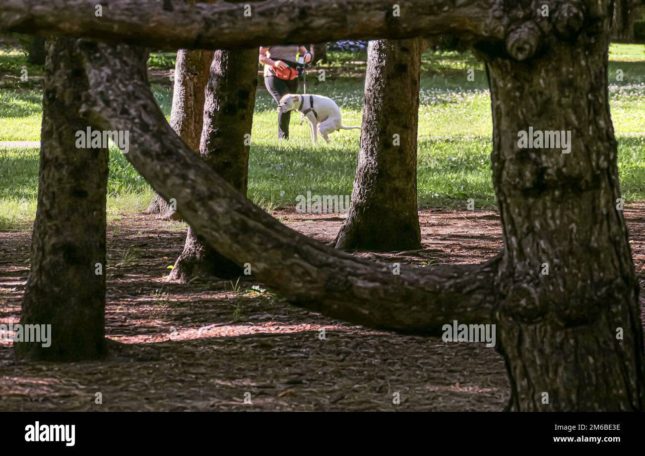 Tree Trunks Design - dog poop Stock Photo - Alamy