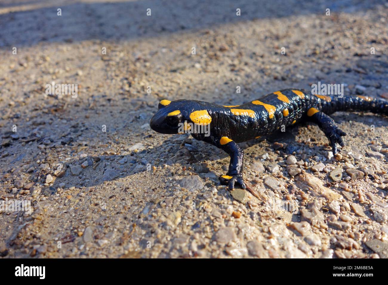 Spotty salamander hi-res stock photography and images - Alamy