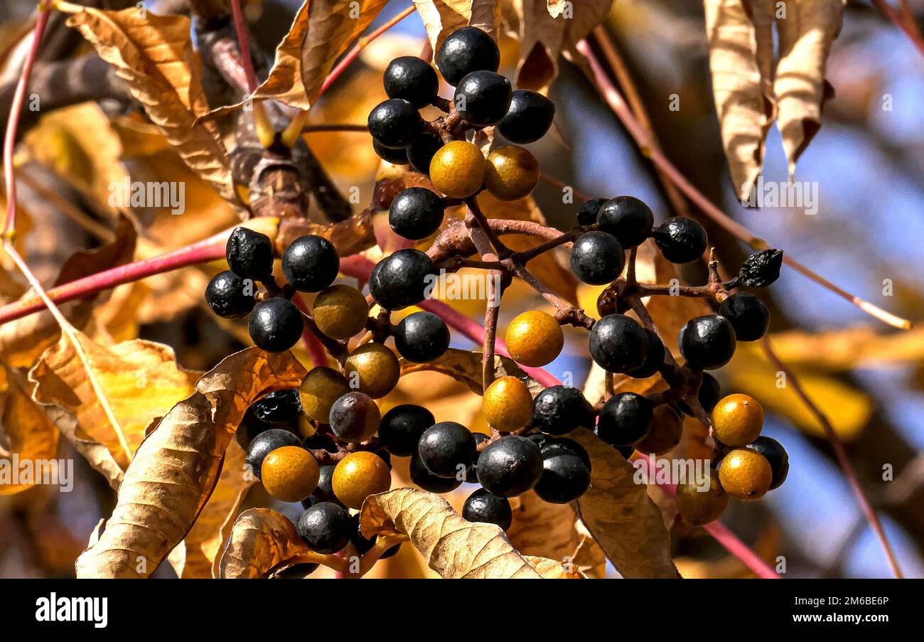 Poisonous black berries growing wild Stock Photo - Alamy