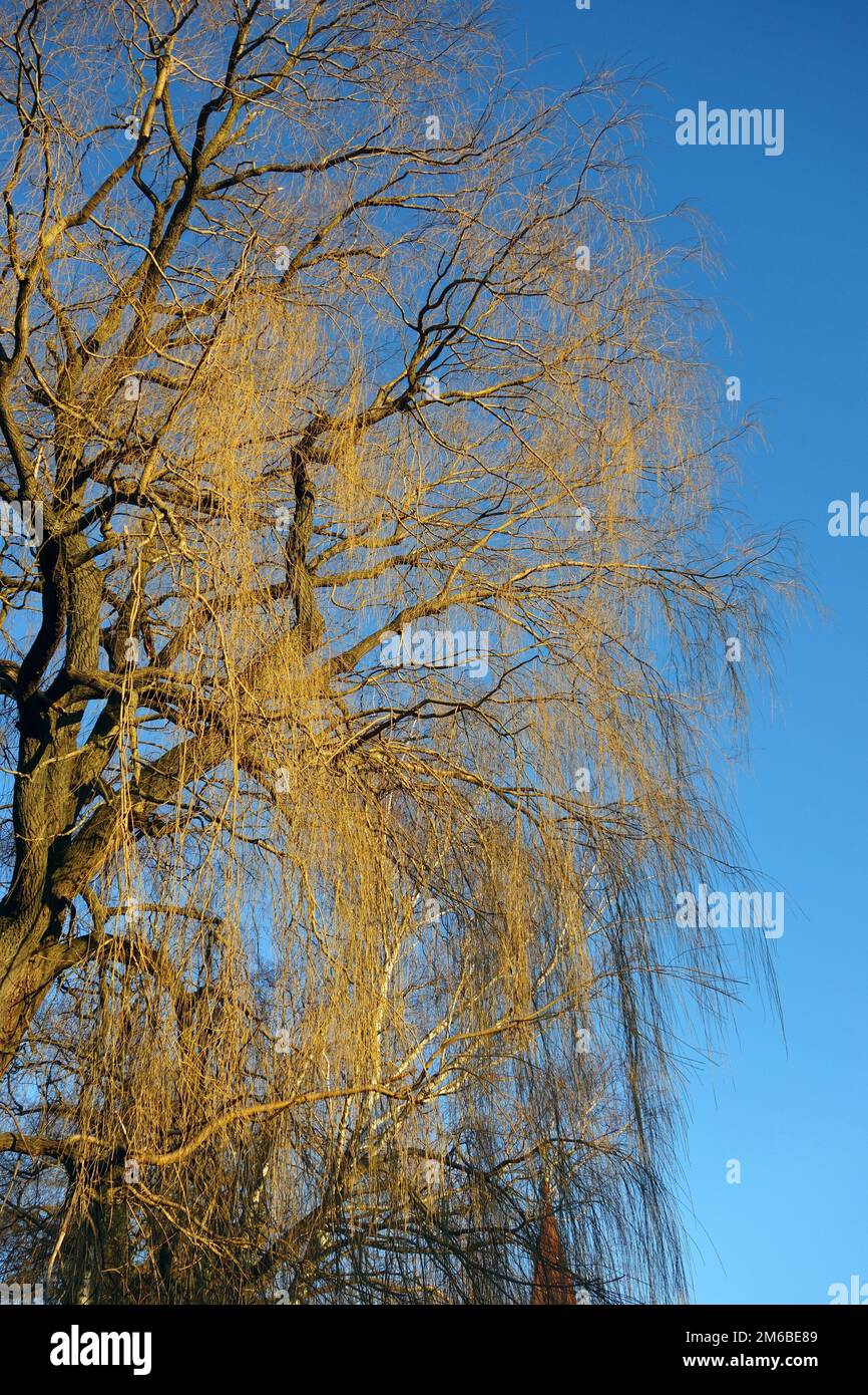 Green weeping willow branches hi-res stock photography and images - Alamy