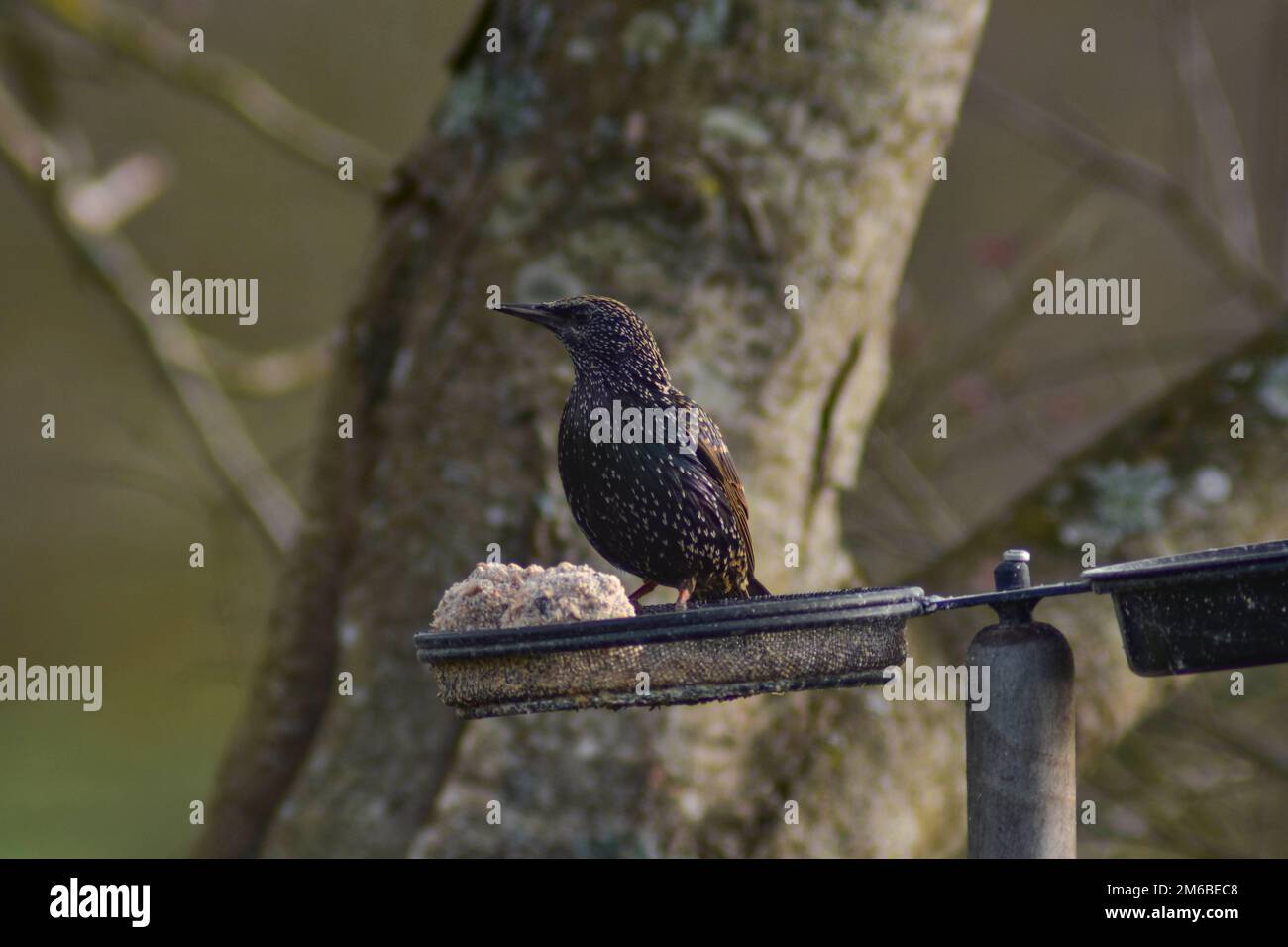 A Common starling bird eating fatballs in a bird feeder on a tree ...