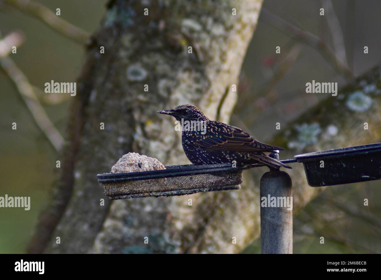 A Common starling bird eating fatballs in a bird feeder on a tree ...