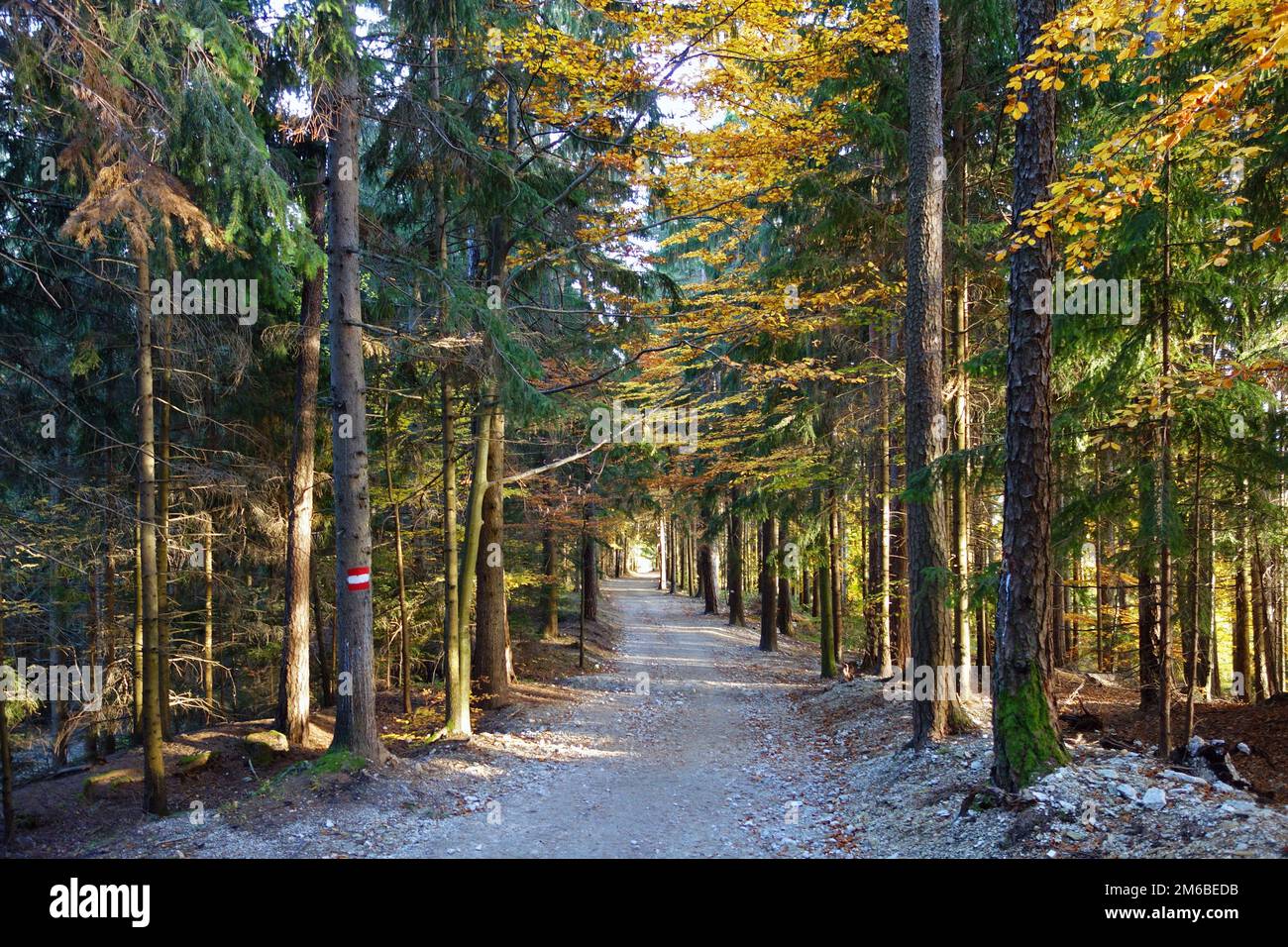 Colorful forest road hi-res stock photography and images - Alamy