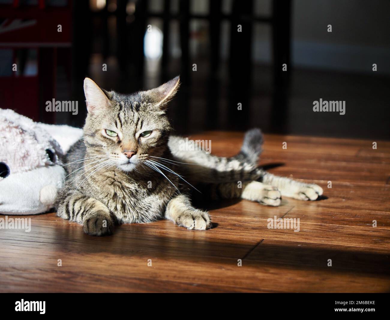 Morphy the tabby cat sunbathing Stock Photo - Alamy