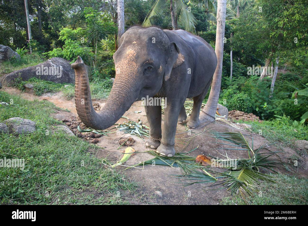An elephant in Thailand Stock Photo - Alamy