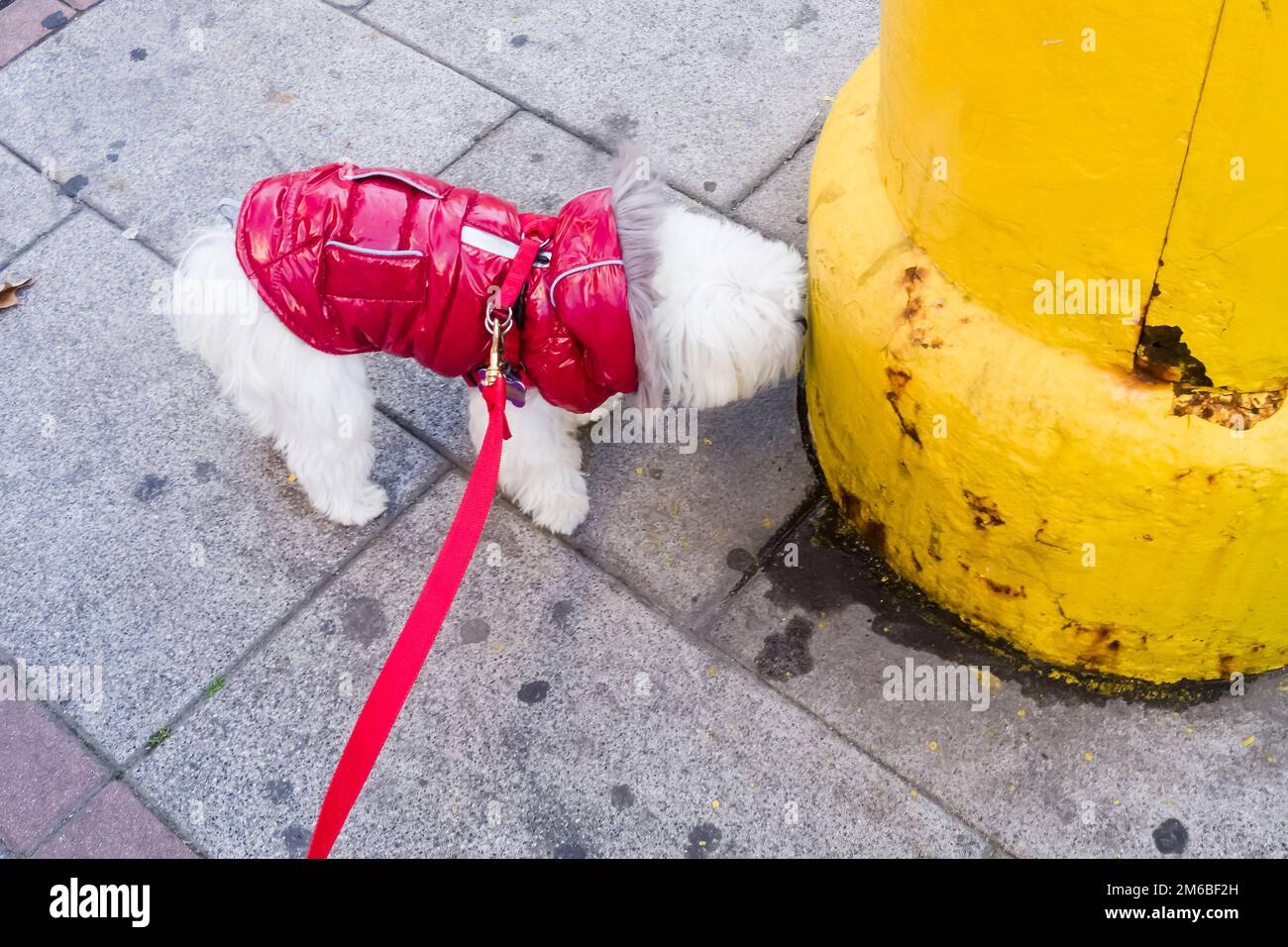 Bichon Maltese dog sniffing the base of a yellow letter box during a ...