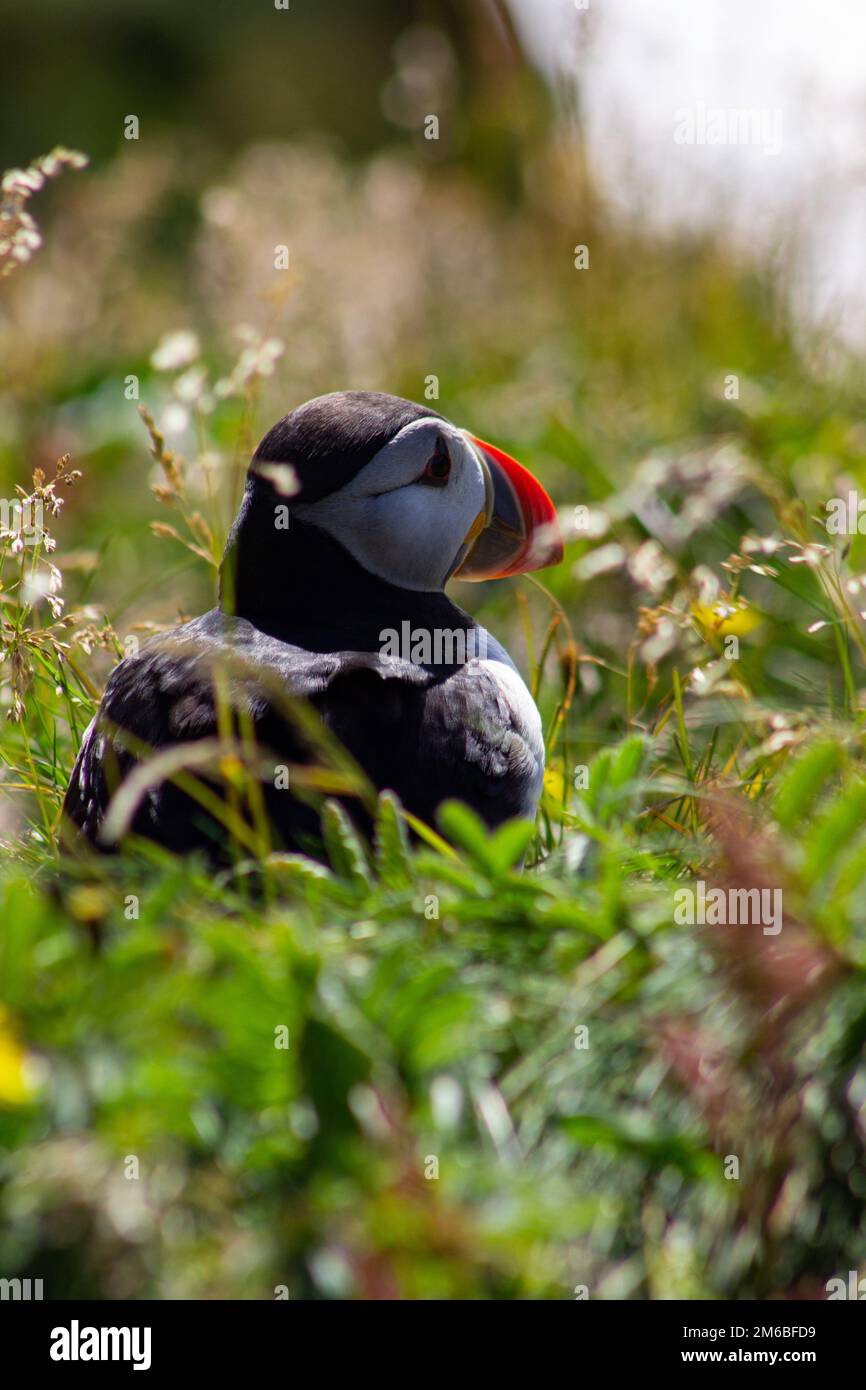 Icelandic Puffins Near Reynisfjara Beach Stock Photo - Alamy