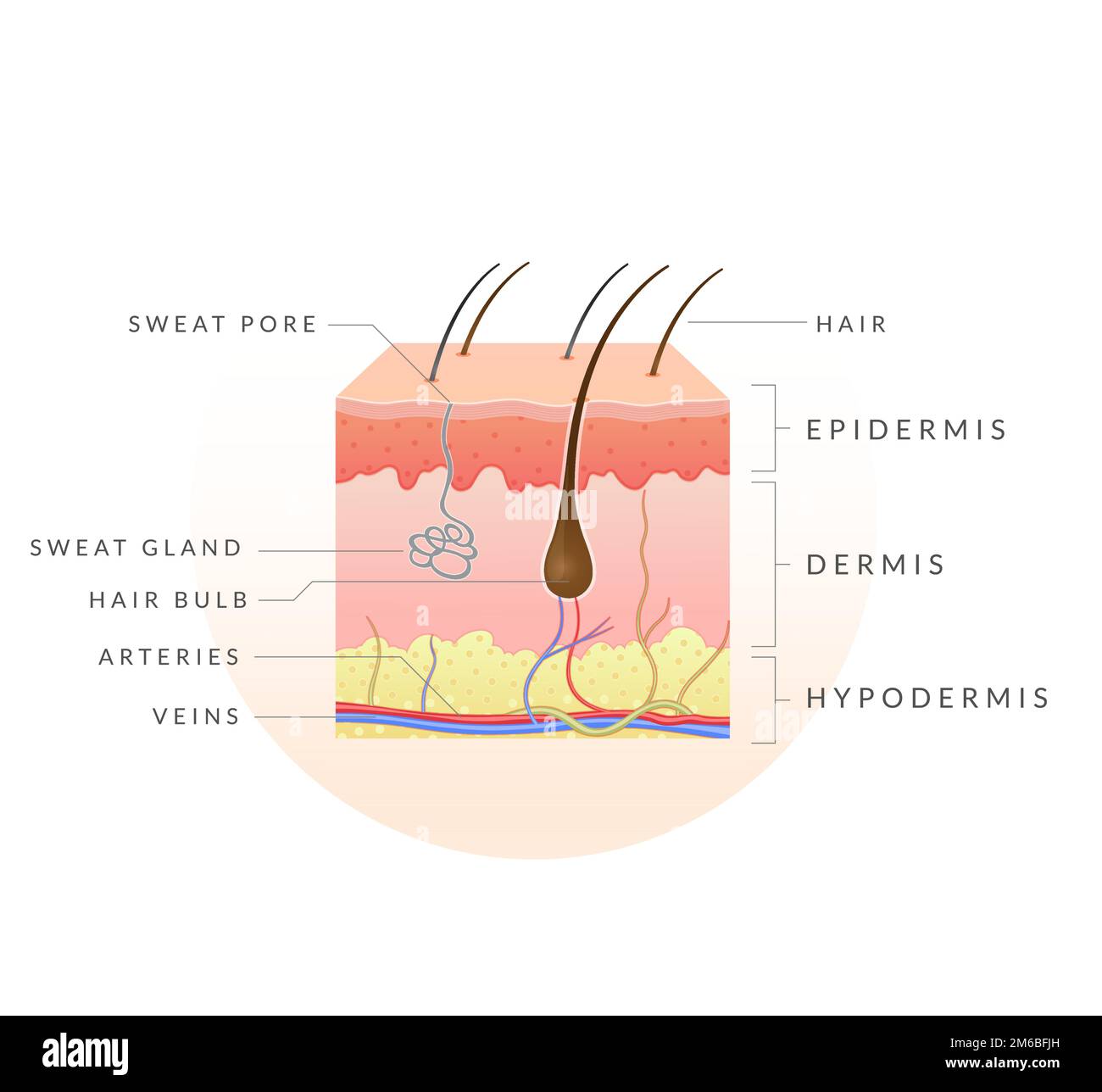 Human anatomy skin condition Cut Out Stock Images & Pictures - Alamy