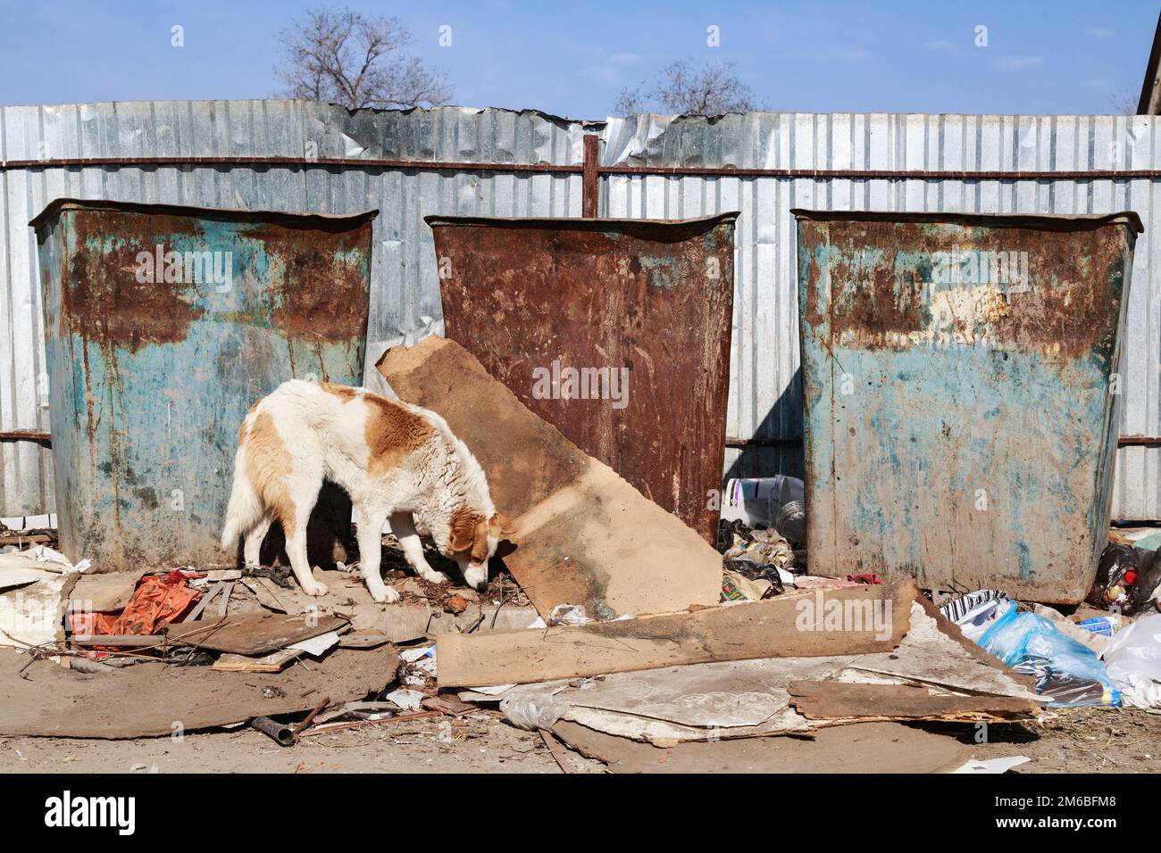Stray dog garbage hi-res stock photography and images - Alamy