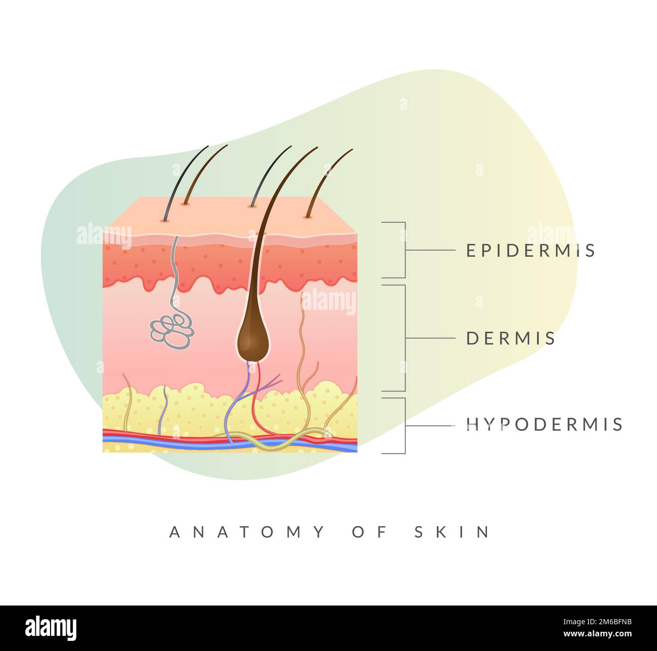 Human anatomy skin condition Cut Out Stock Images & Pictures - Alamy