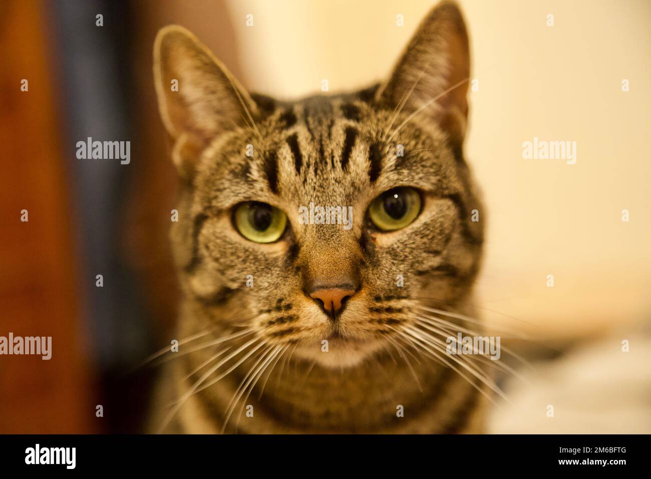 cat, kitten, tom cat, cat looking into the camera Stock Photo - Alamy