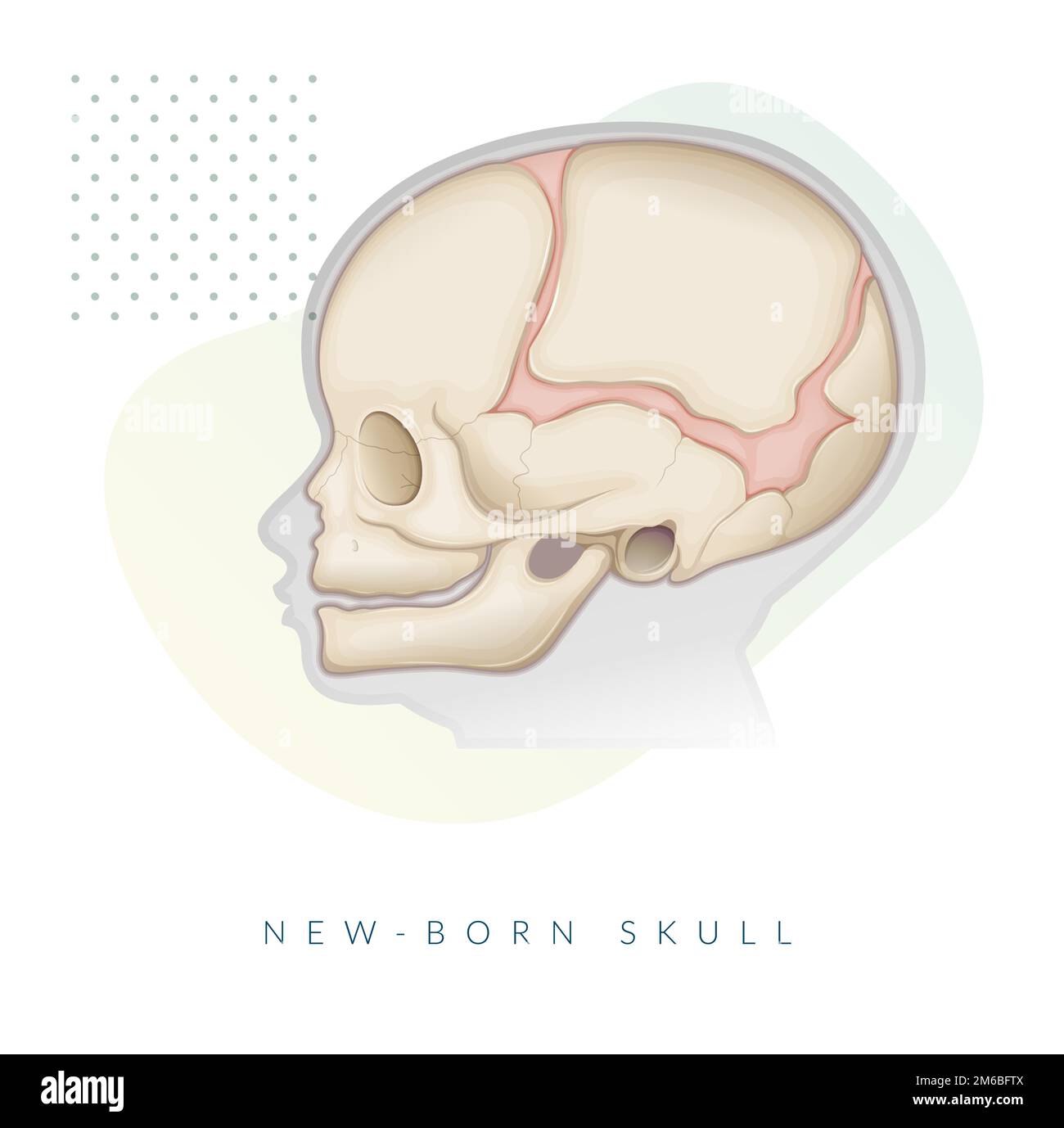 Human Skull - Anatomy - Stock Illustration as EPS 10 File Stock Vector ...