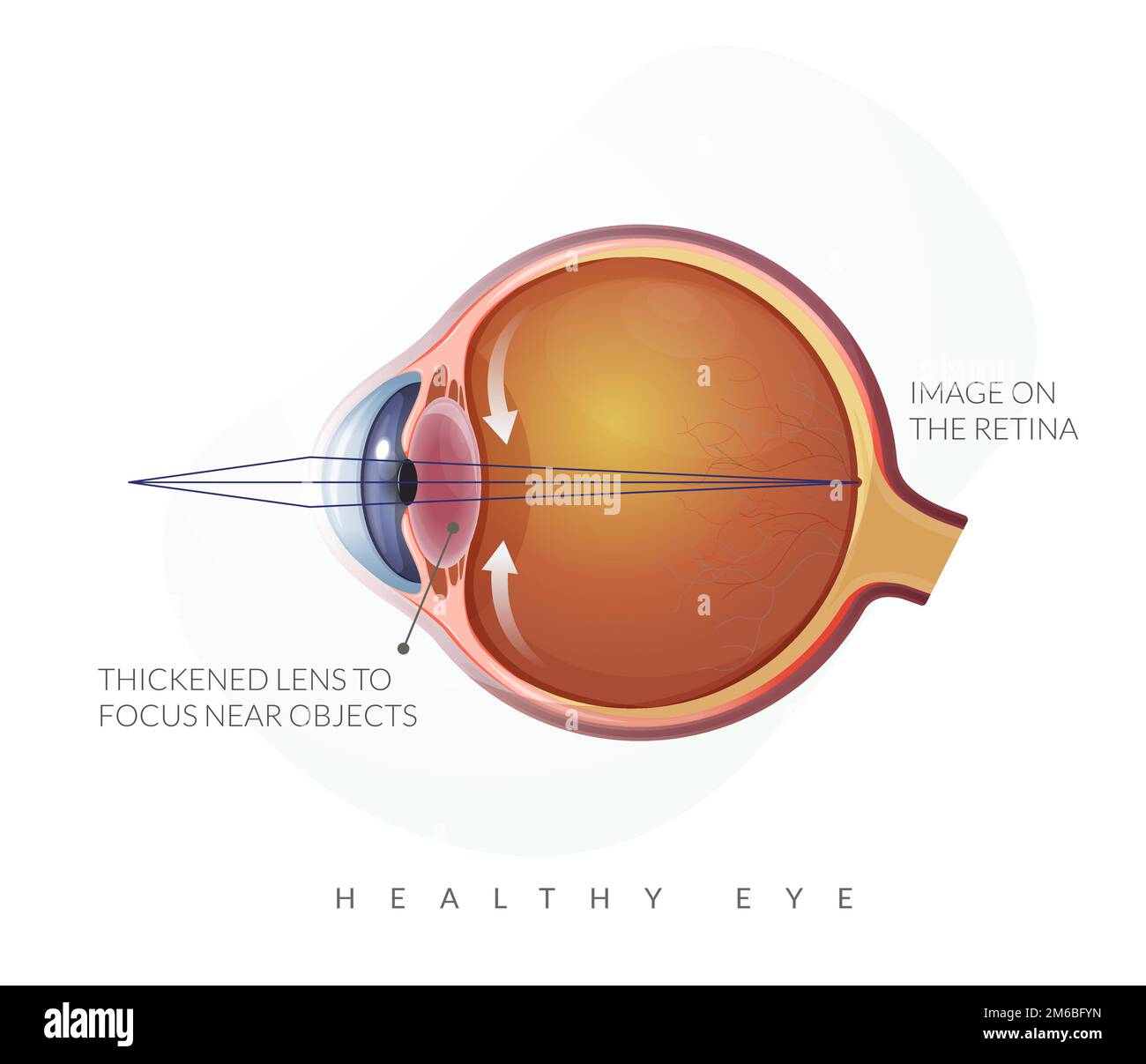 Healthy Human Eye Anatomy - Stock Illustration as EPS 10 File Stock ...