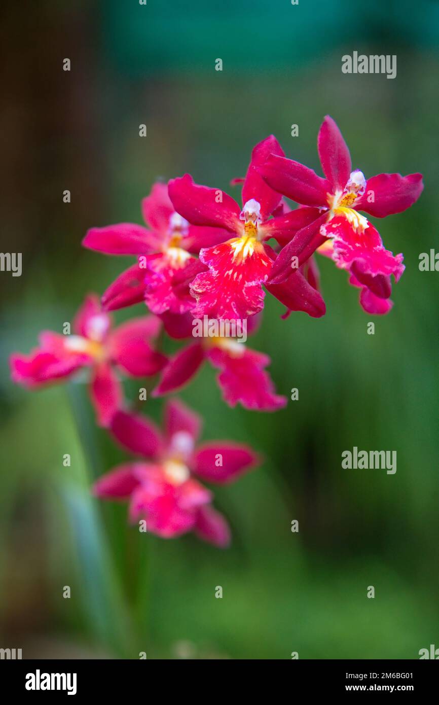 Vibrant orchids hi-res stock photography and images - Alamy