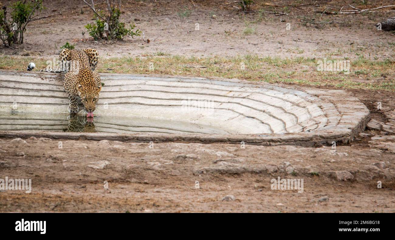 Drinking Leopard in the Kruger National Park, South Africa Stock Photo ...
