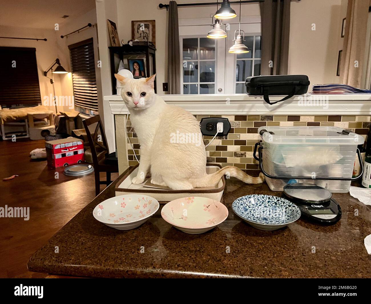 Mitzie the flamepoint Siamese chilling at home Stock Photo - Alamy