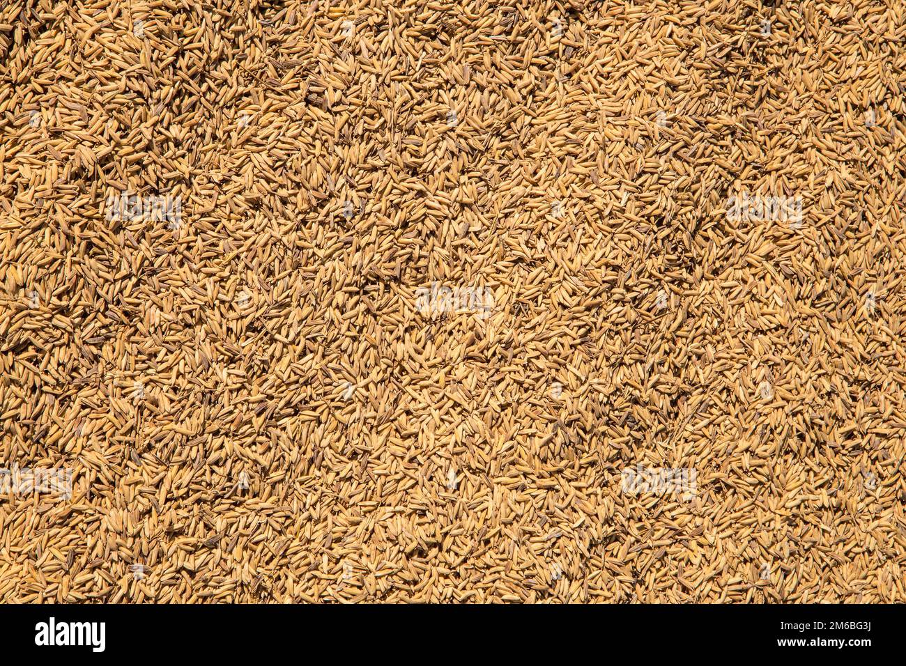 Paddy rice seeds hi-res stock photography and images - Alamy