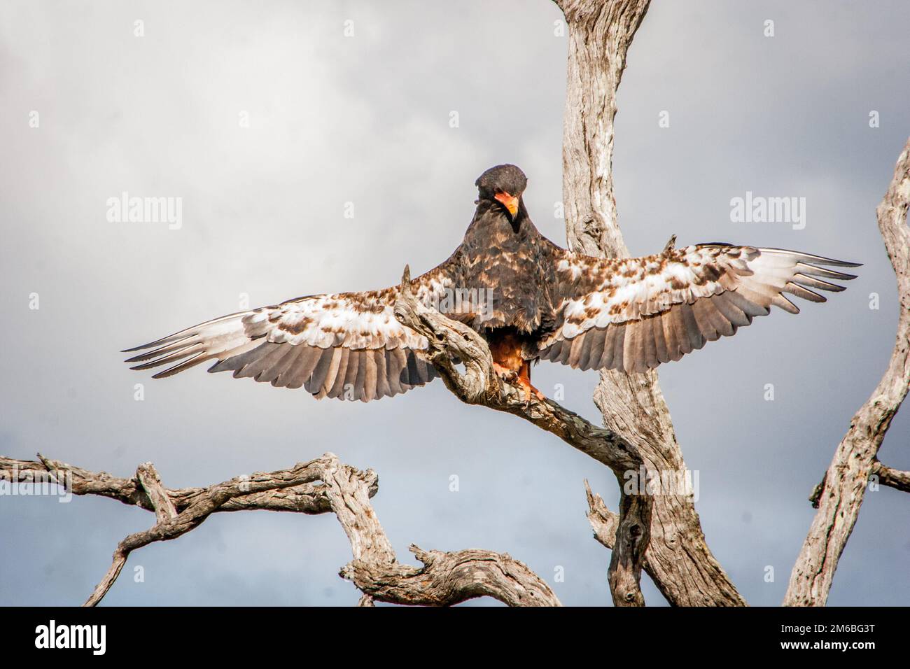 Bateleur eagle stretching his wings in the Kruger National Park Stock ...