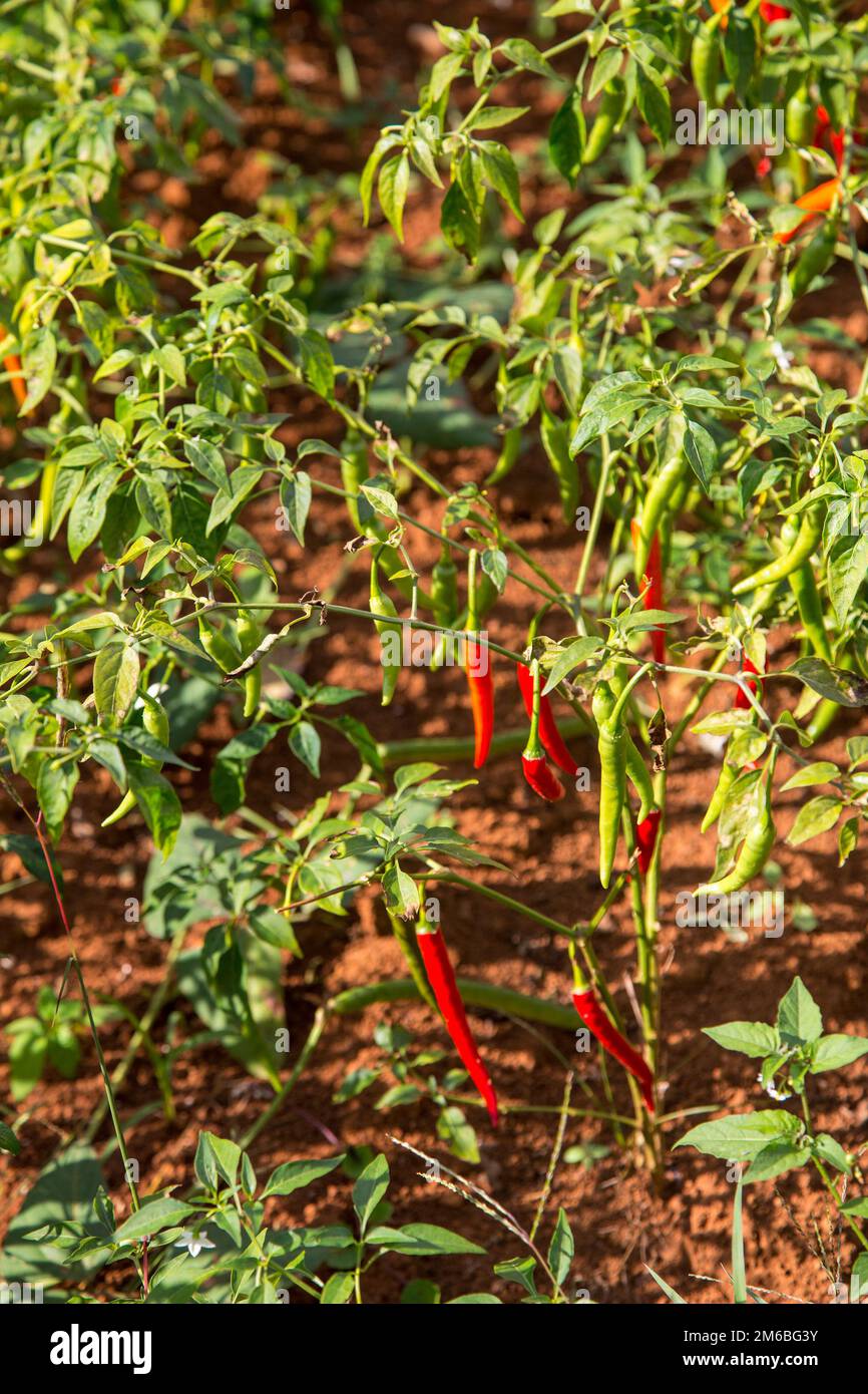 Spice field of india hi-res stock photography and images - Alamy