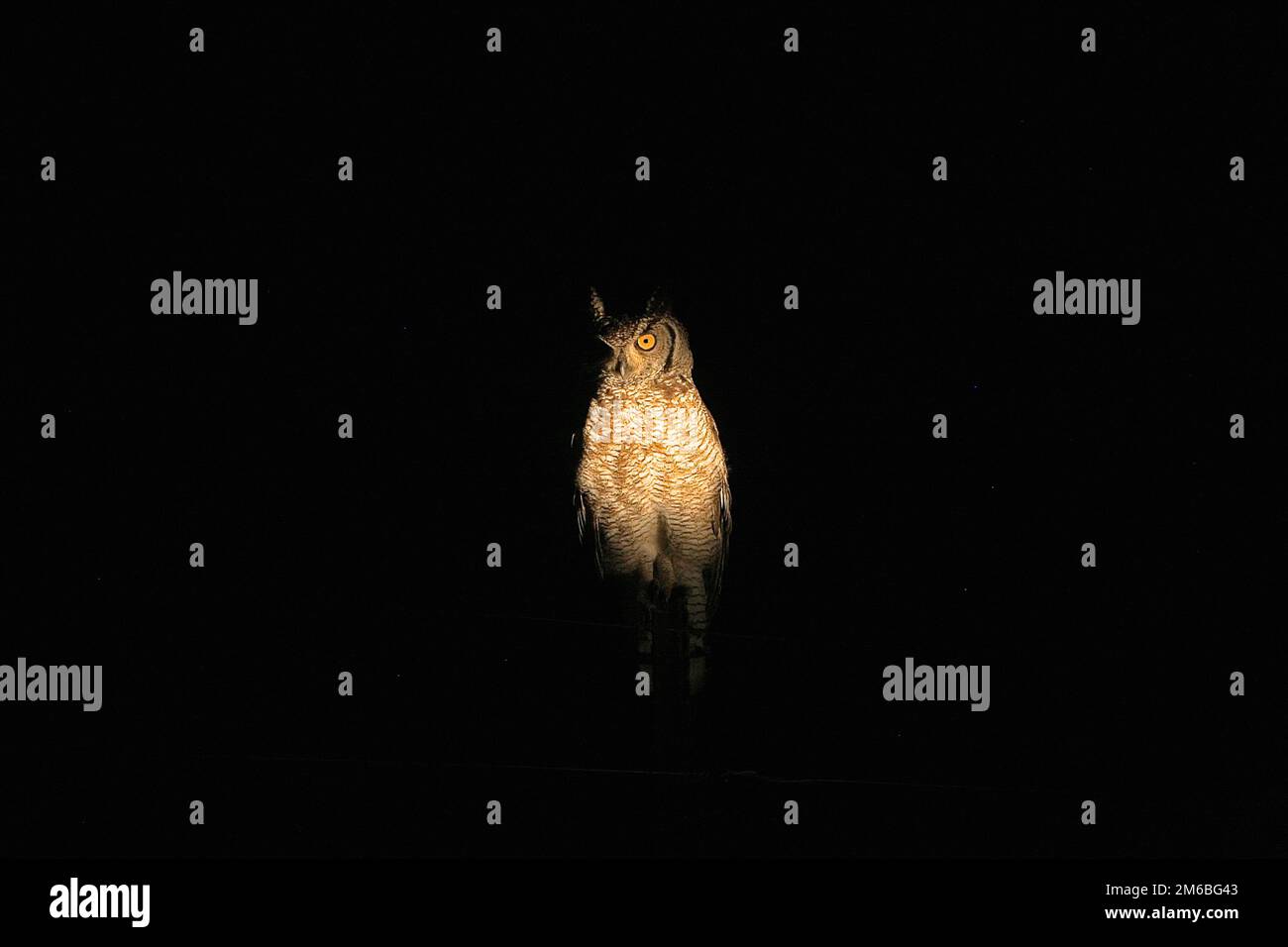 Owl at night hi-res stock photography and images - Alamy
