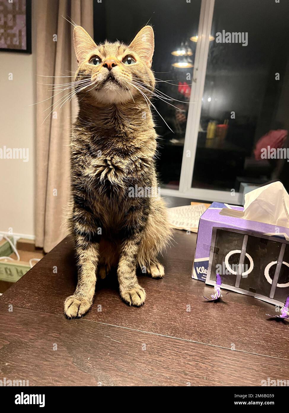 Morphy the tabby cat Stock Photo - Alamy