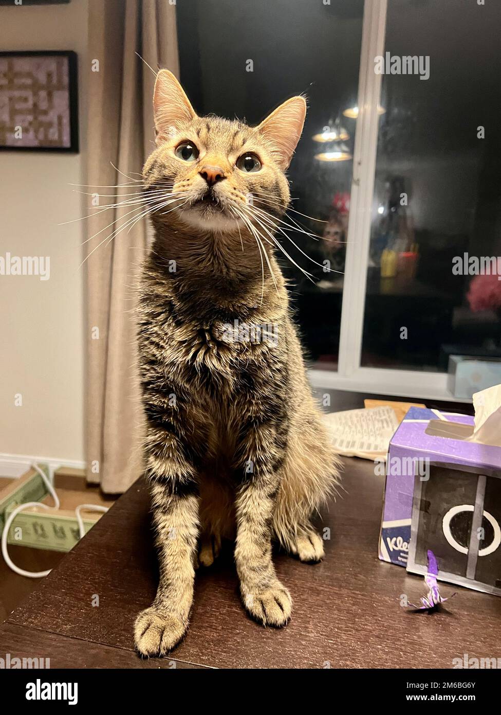 Morphy the tabby cat Stock Photo - Alamy