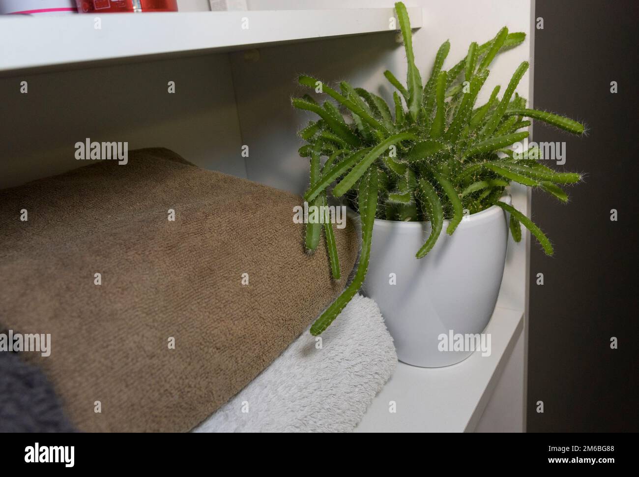 Cactus on the shelf in the bathroom with towels Stock Photo - Alamy