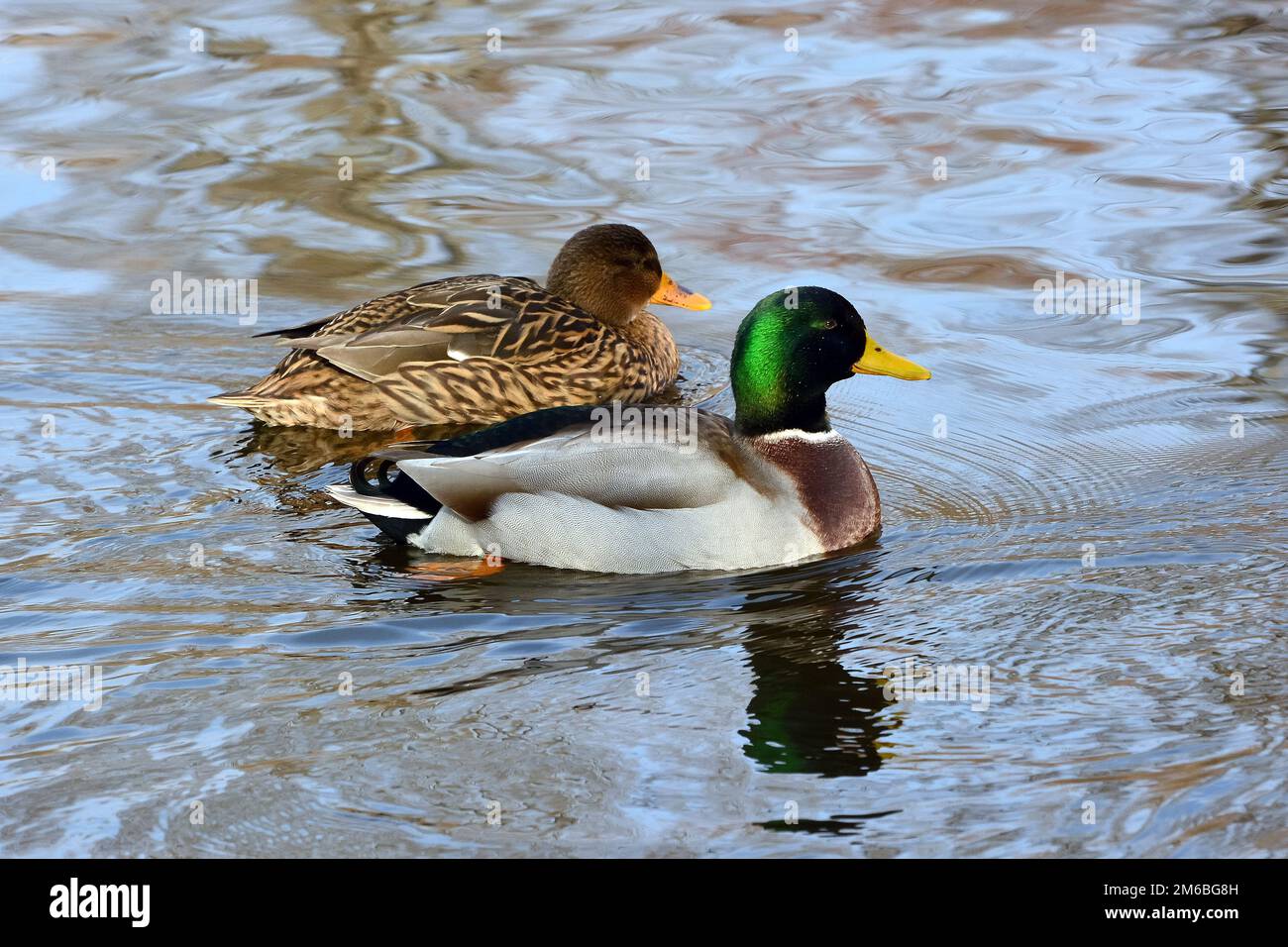 Malard ente hi-res stock photography and images - Alamy