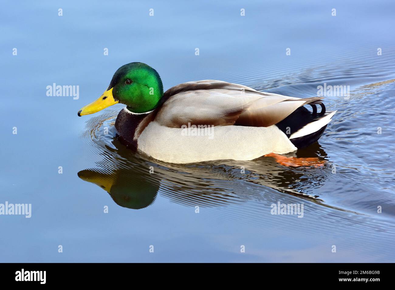 Malard ente hi-res stock photography and images - Alamy