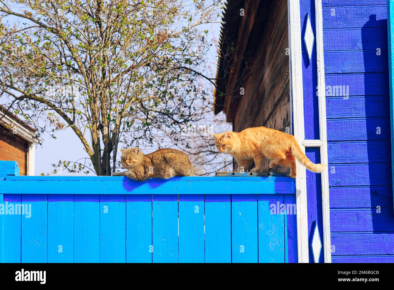 Two red cats sitting on the blue fence Stock Photo - Alamy