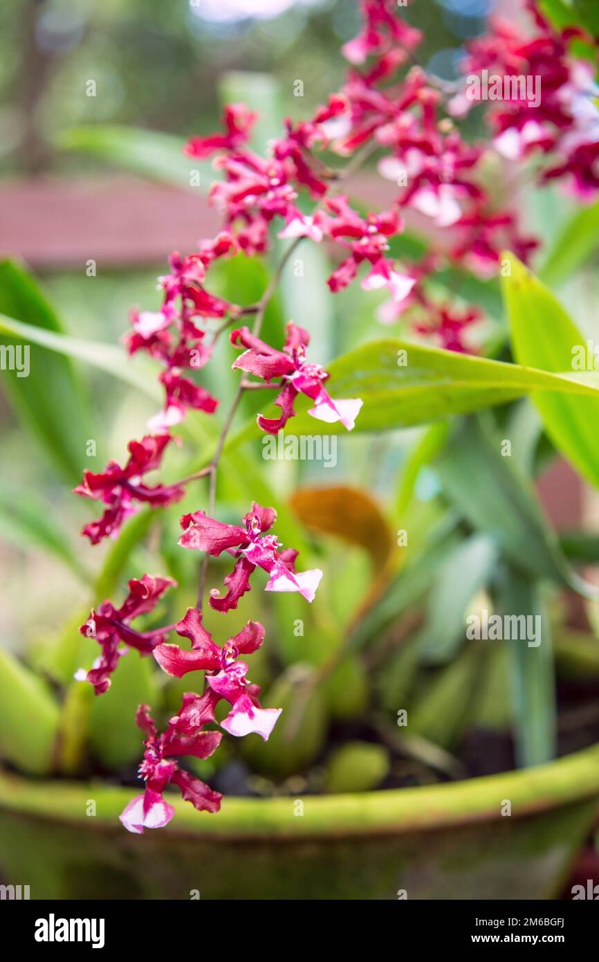 Orchids flower magenta blooming hi-res stock photography and images - Alamy