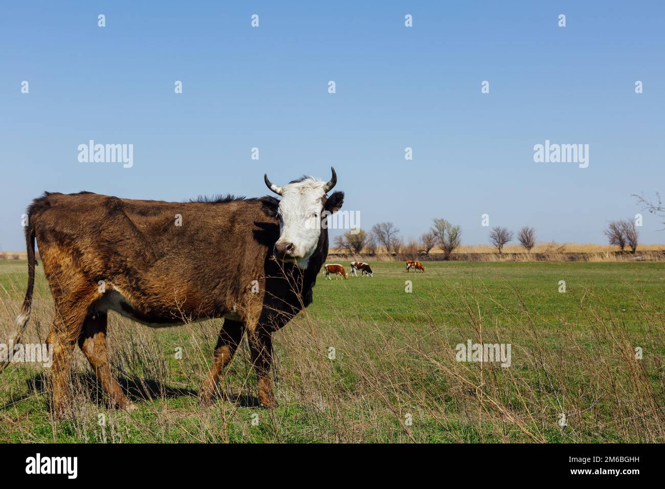 Black white cows eating straw hi-res stock photography and images - Alamy