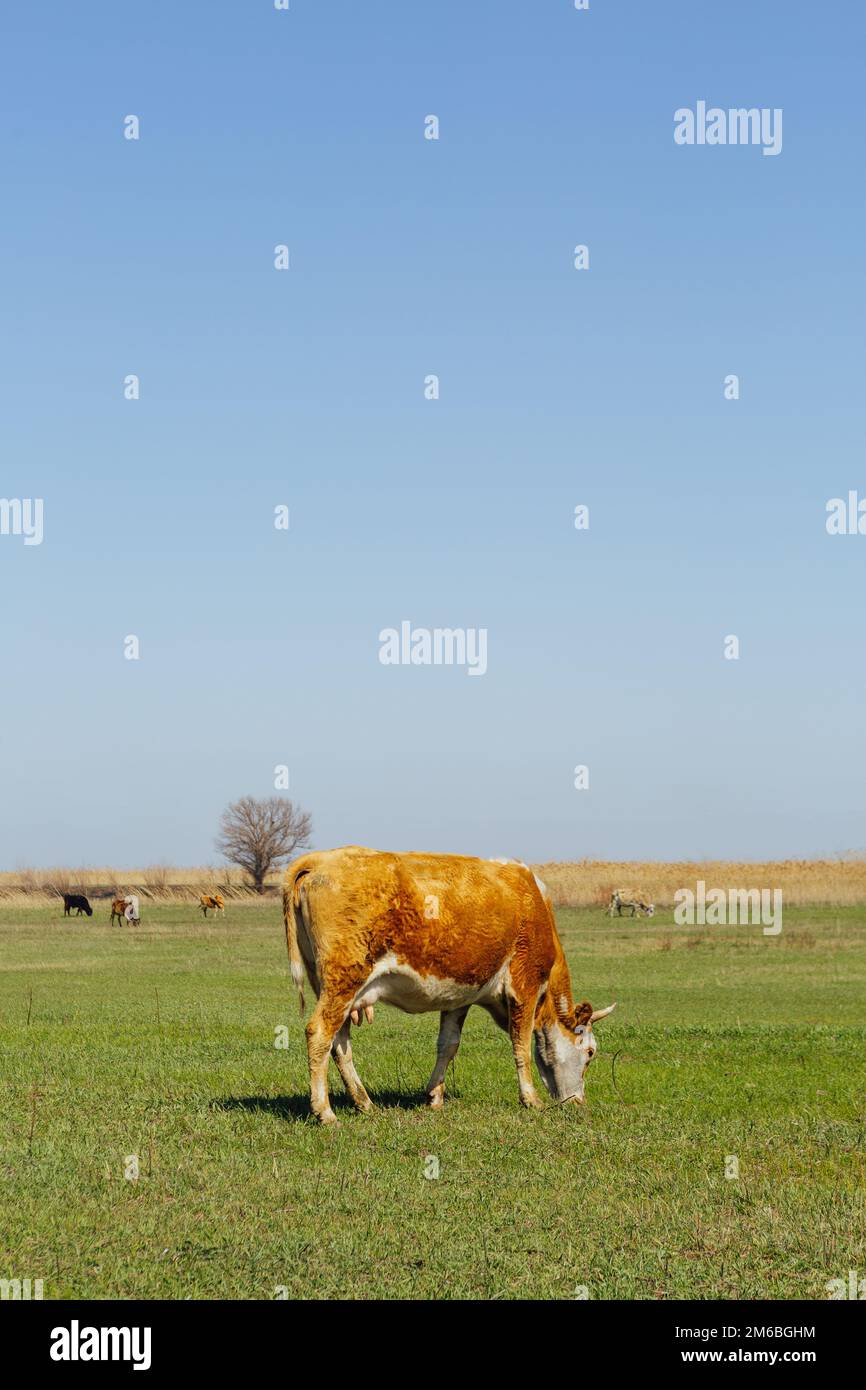 Black white cows eating straw hi-res stock photography and images - Alamy