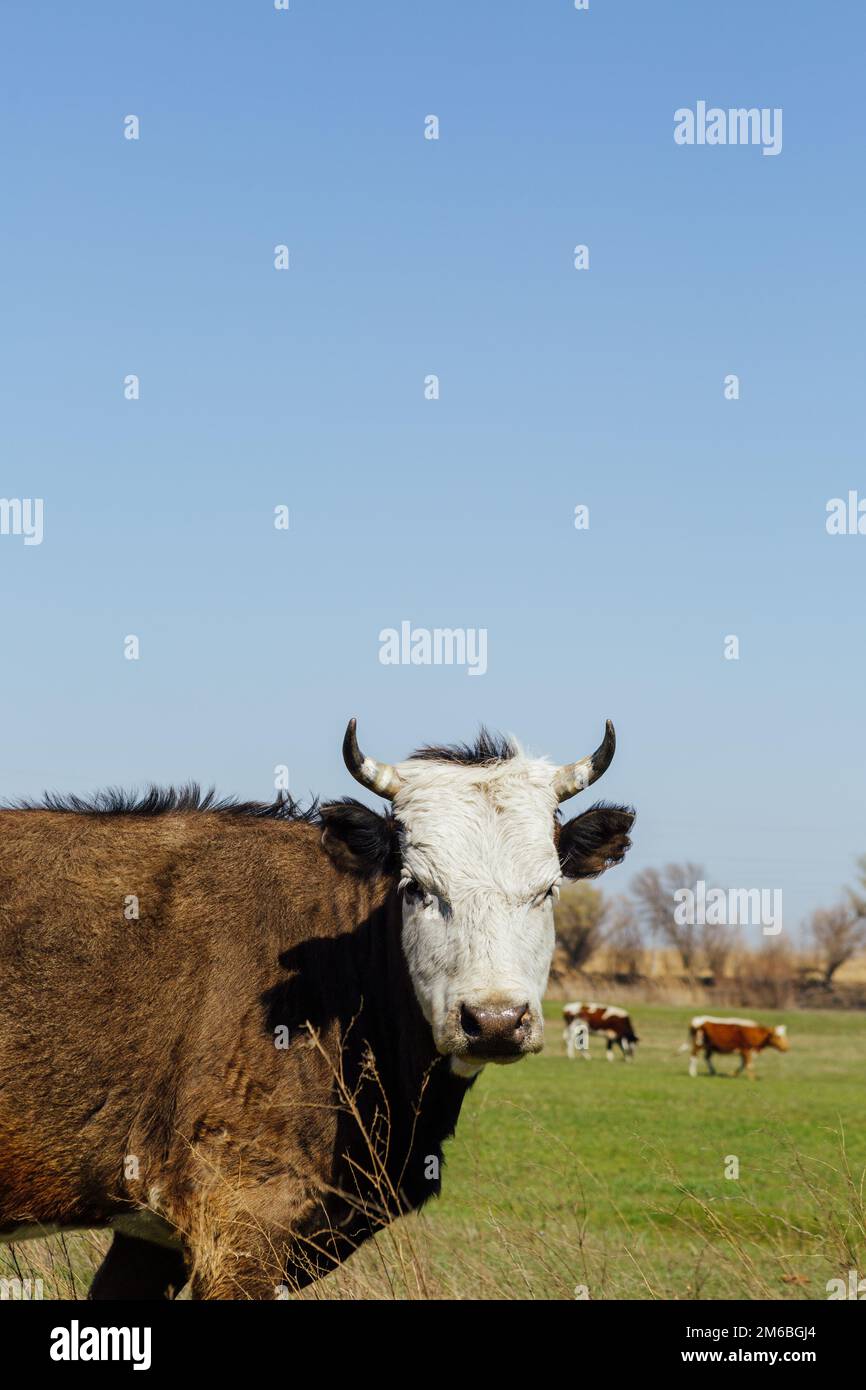 Black white cows eating straw hi-res stock photography and images - Alamy