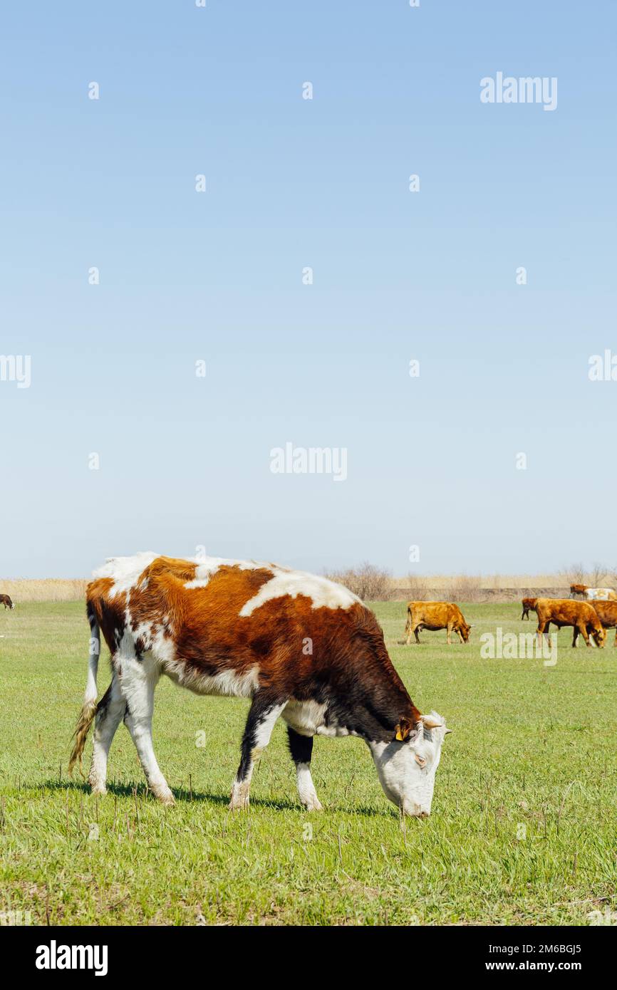 Black white cows eating straw hi-res stock photography and images - Alamy