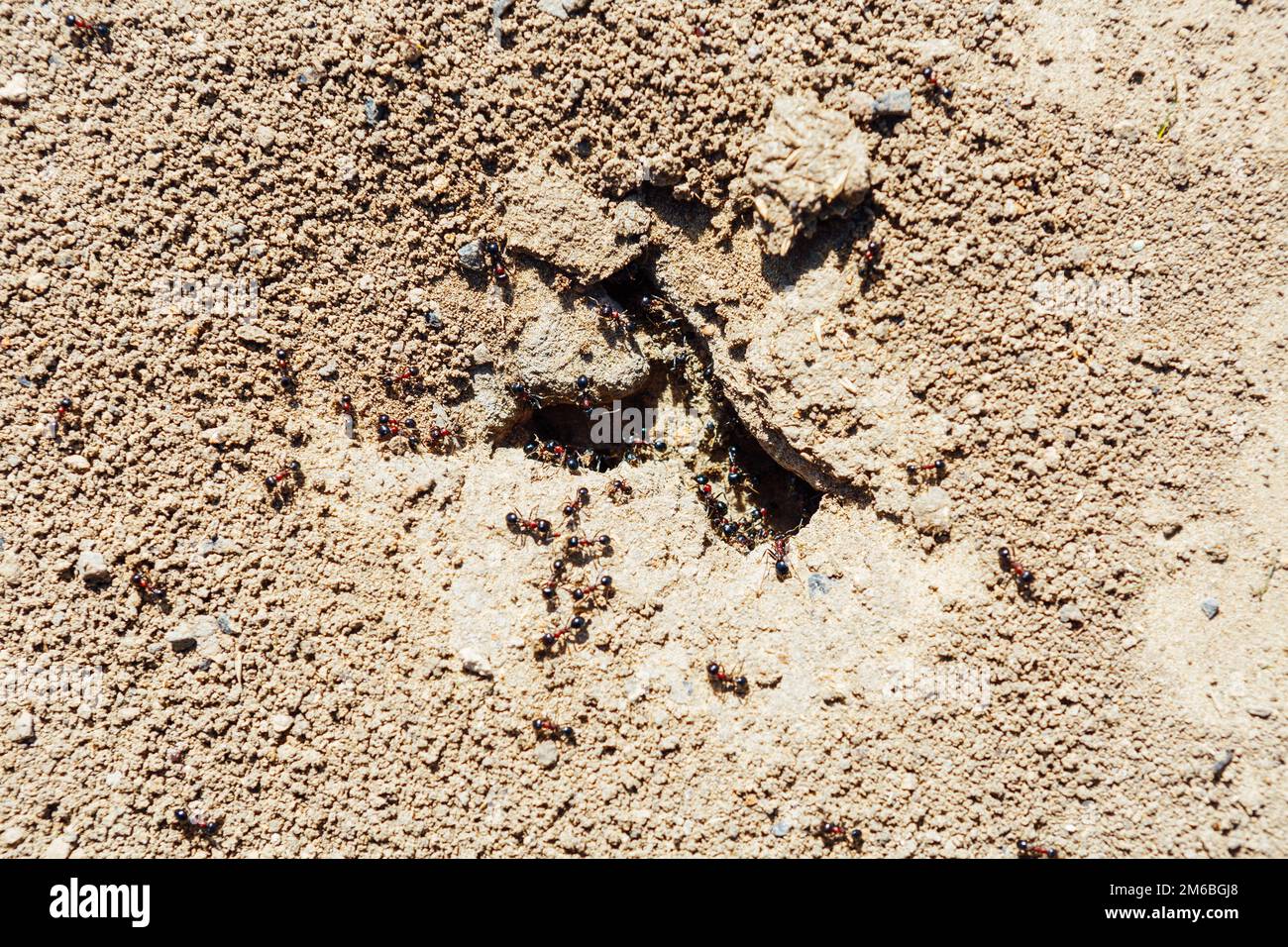 Anthill in the soil Stock Photo - Alamy