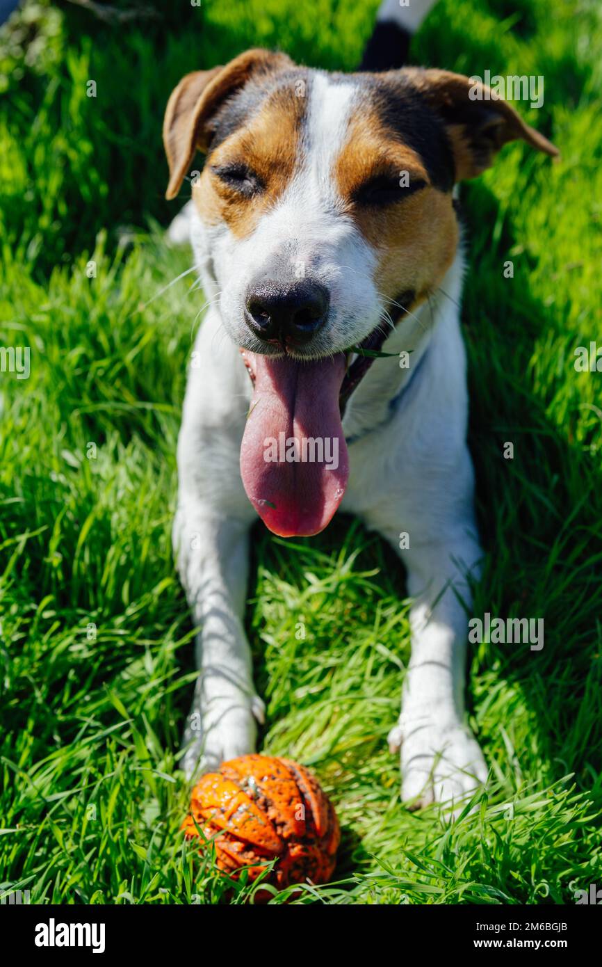 Dog breed Jack Russell Terrier lies on the grass Stock Photo - Alamy