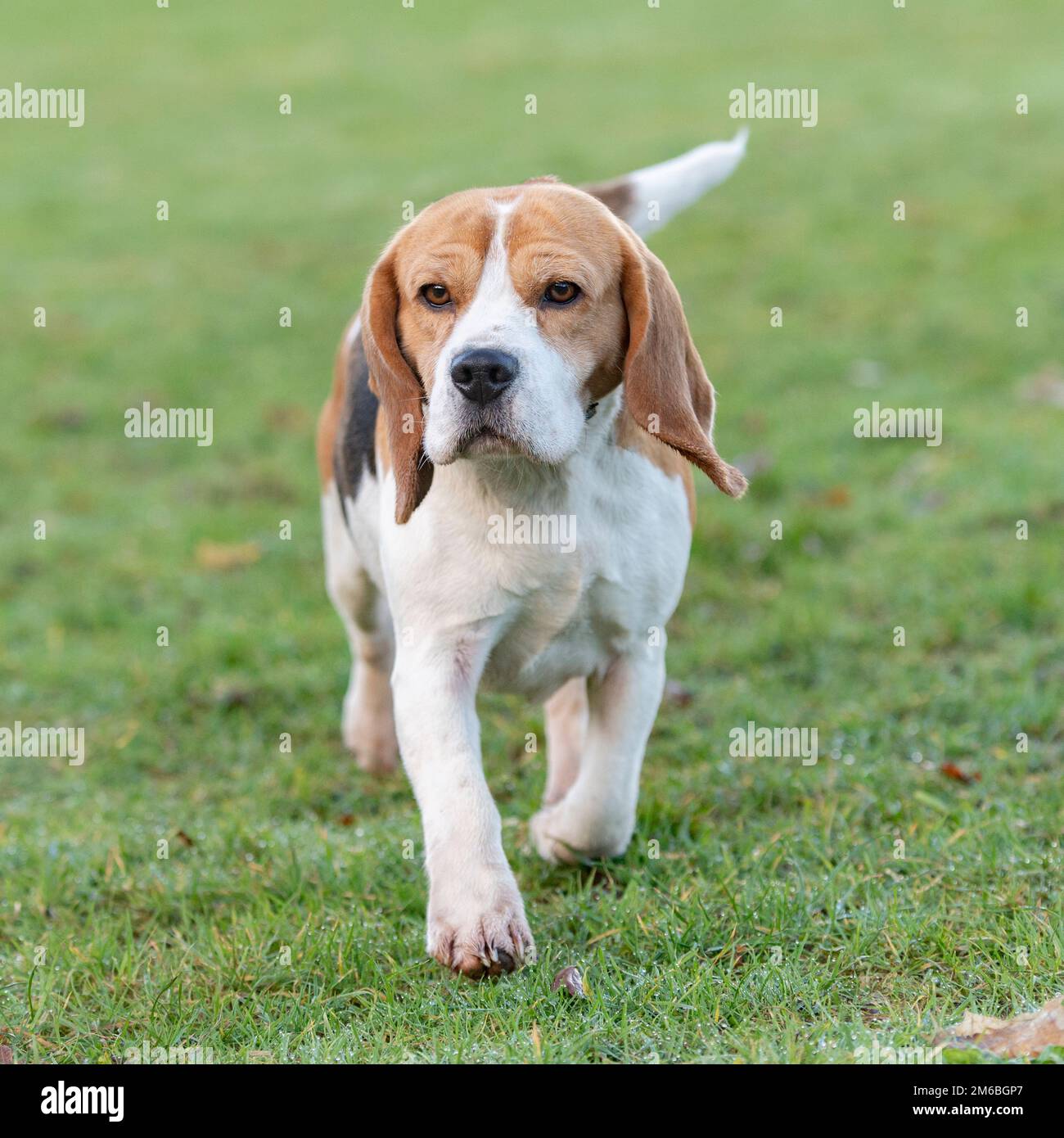 beagle running towards camera Stock Photo - Alamy