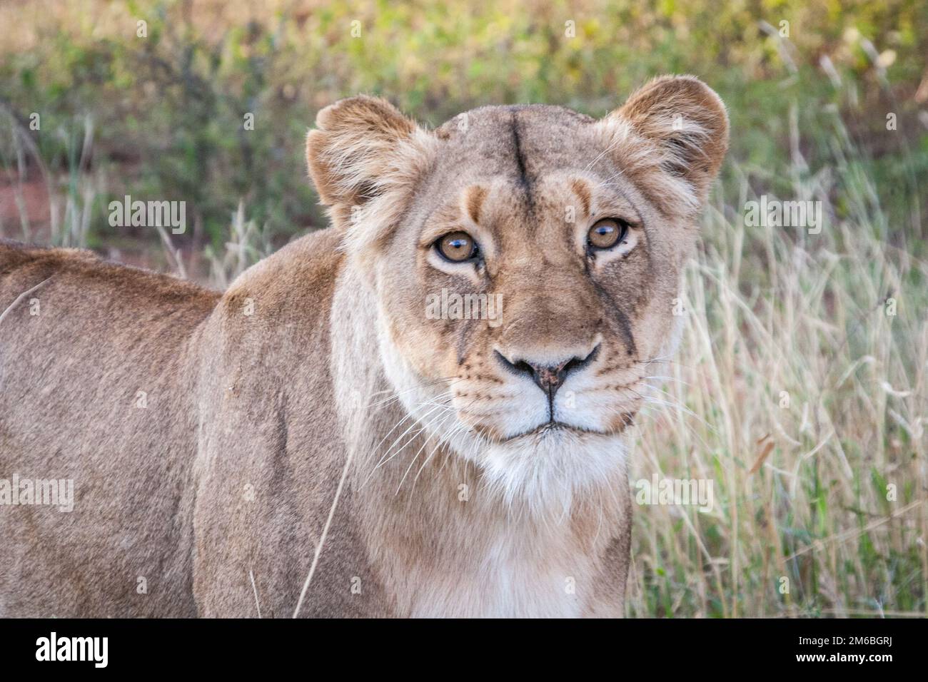 Starring Lioness in the Selati Game Reserve Stock Photo - Alamy