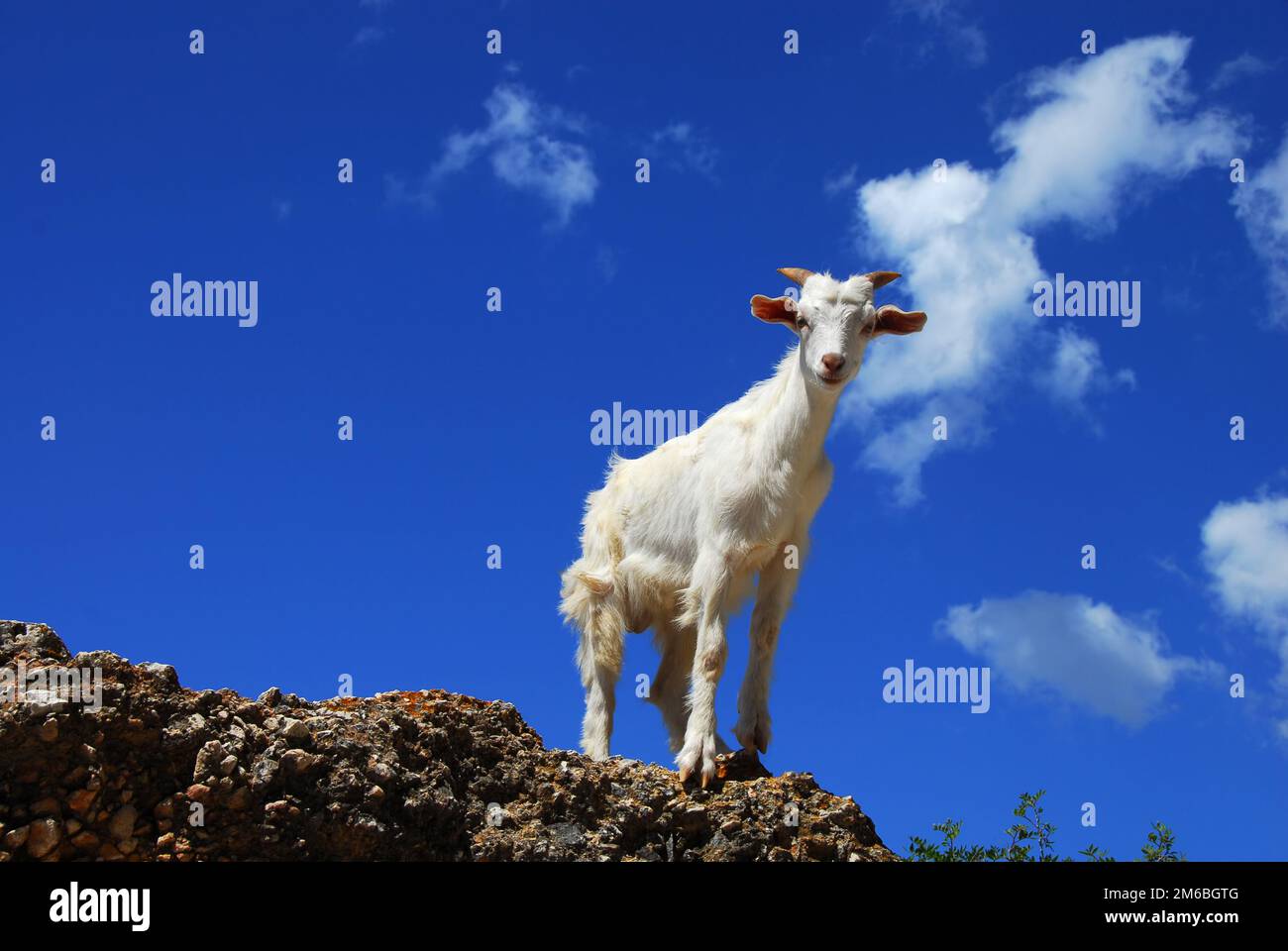 Goat blue sky hi-res stock photography and images - Alamy