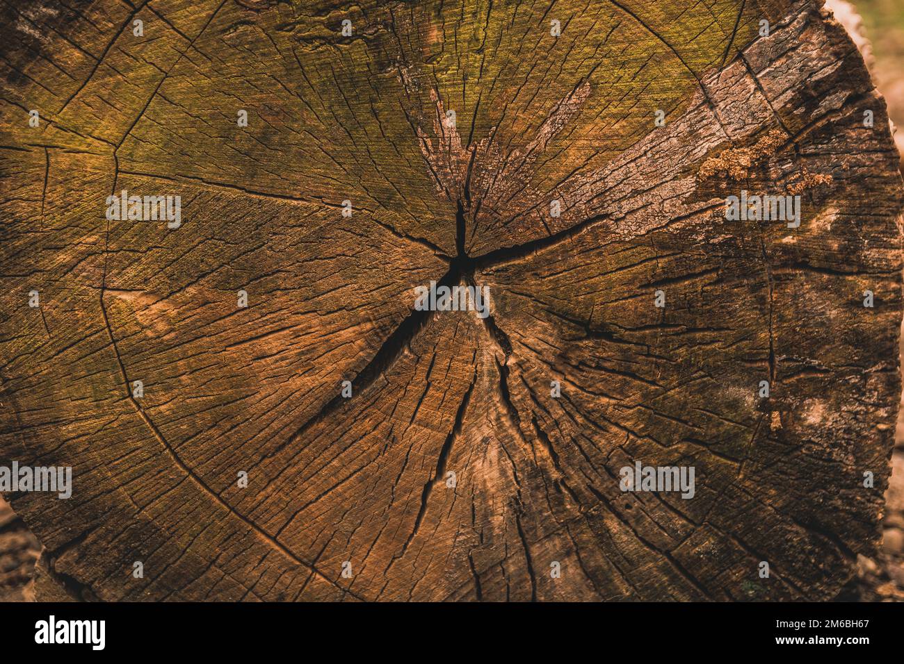 End of an old growth wood log with green moss growing at the end of the ...