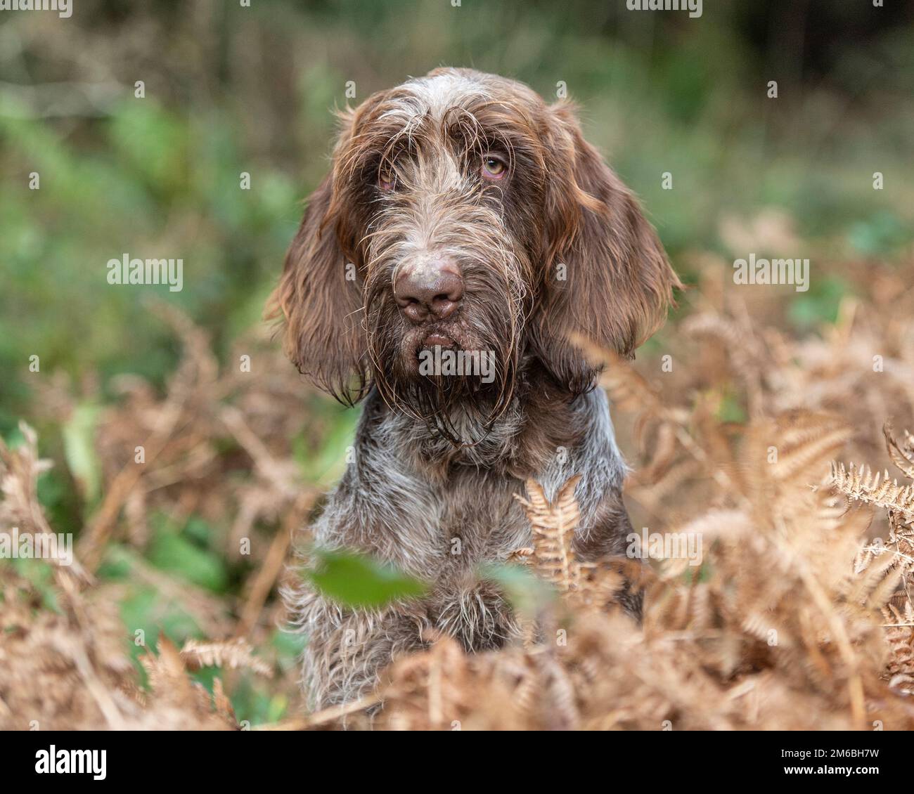 Italian Spinone dog Stock Photo - Alamy