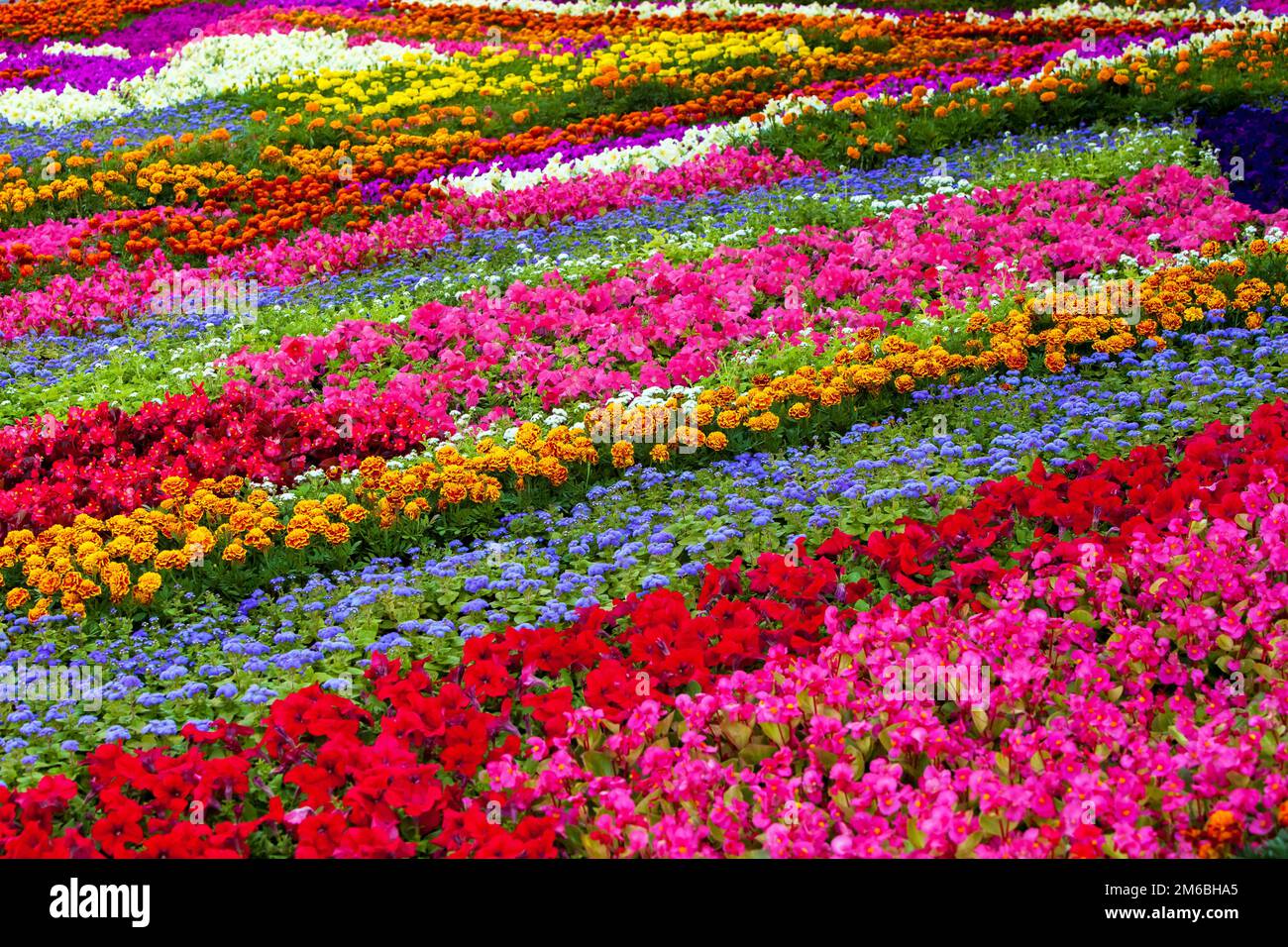 Different spring summer flowers hi-res stock photography and images - Alamy