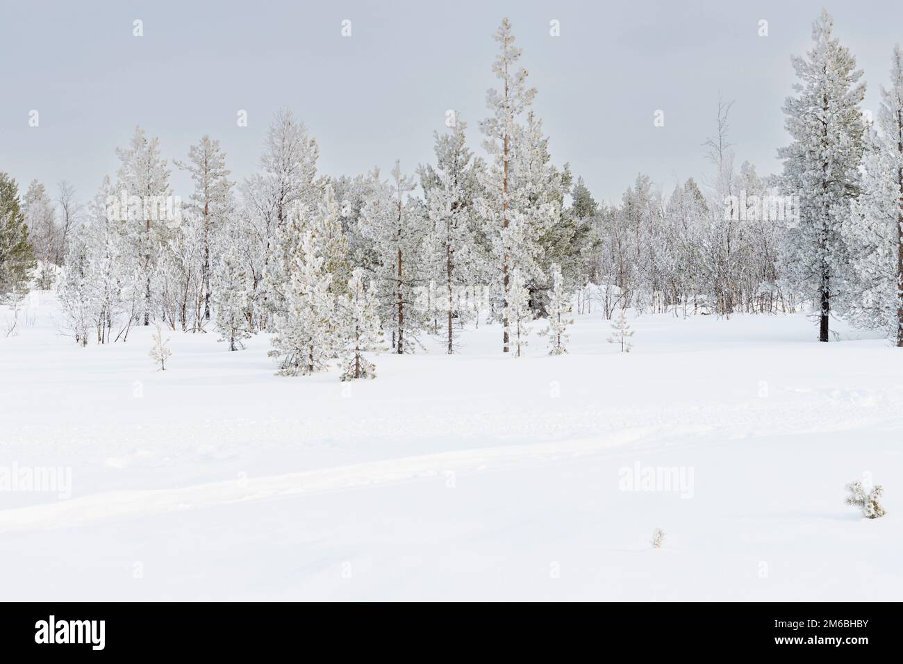 Snowy landscape in Lapland, Sweden Stock Photo - Alamy